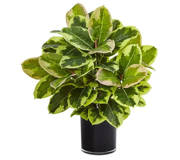 NEARLY NATURAL Rubber Plant In Glossy Cylinder Real Touch N Early Natural