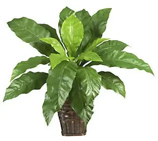 NEARLY NATURAL Birdsnest Fern With Wicker Basket Nearly Nat Ural