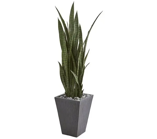 NEARLY NATURAL 57' Sansevieria In Slate Planter Nearly Natu Ral