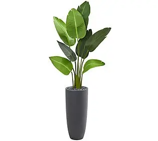 NEARLY NATURAL 5.5' Traveler's Palm Tree In Gray Planter Ne Arly Natural