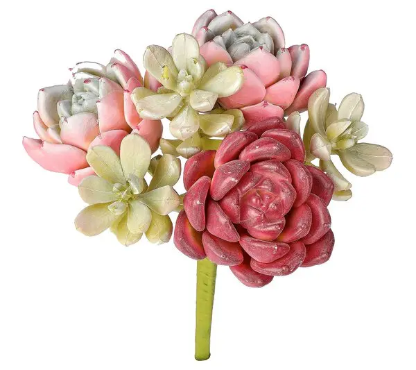 VALERIE PARR HILL Summer Succulents Mixed Pick 8' Valerie