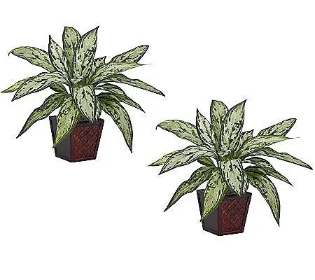 NEARLY NATURAL Silver Queen Set Of 2 Plants By