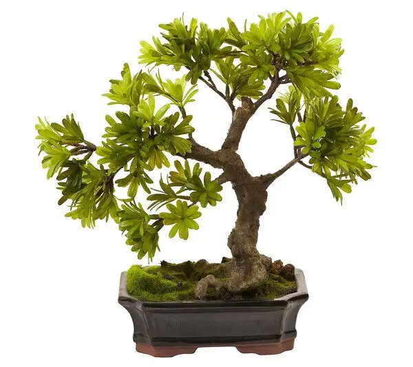 NEARLY NATURAL Podocarpus With Mossed Bonsai Planter By