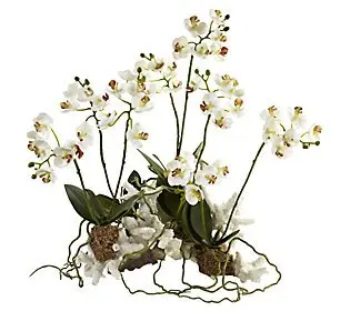 NEARLY NATURAL Mini Phalaenopsis Set On Coral Nearly Natura L
