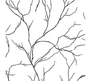 NEXTWALL Delicate Branches Peel And Stick Wallp Aper Roll