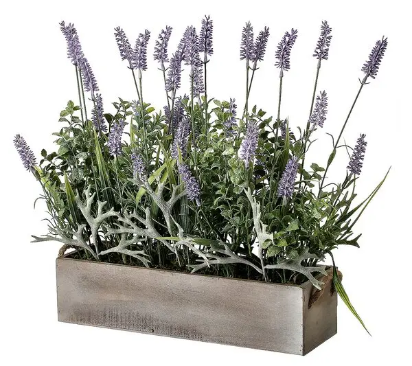 VALERIE PARR HILL Lavender In Wood Ledge Box 18' L Valerie