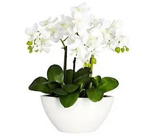 NEARLY NATURAL Phalaenopsis Flower Arrangement By