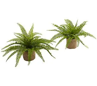 NEARLY NATURAL Boston Fern With Burlap Planter Set Of 2 Nea Rly Natural