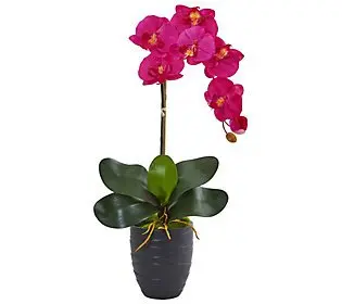NEARLY NATURAL Phalaenopsis Orchid Arrangement In Vase Near Ly Natural