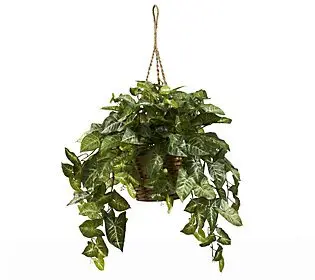 NEARLY NATURAL Nepthytis Hanging Basket