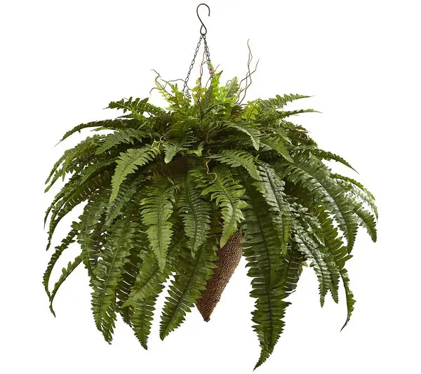 NEARLY NATURAL Giant Boston Fern With Cone Hanging Basket