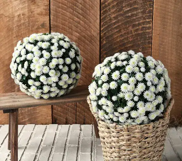 Wicker Park Set Of 12 Faux Mum In/outdoorgarden Spheres - One-color ...