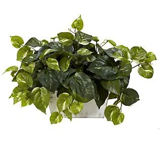 NEARLY NATURAL Pothos With White Wash Planter Nearly Natura L