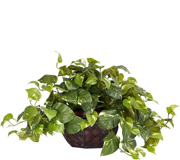 NEARLY NATURAL Pothos Plant With Decorative Vase Nearly Nat Ural