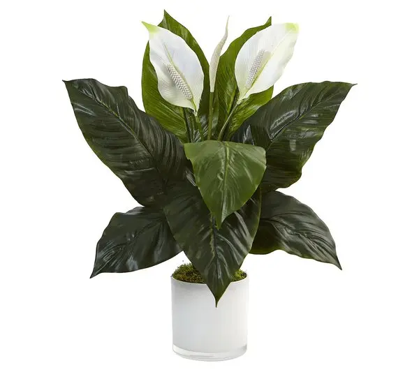 NEARLY NATURAL Spathifyllum In Glossy Glass Planter Nearly Atural