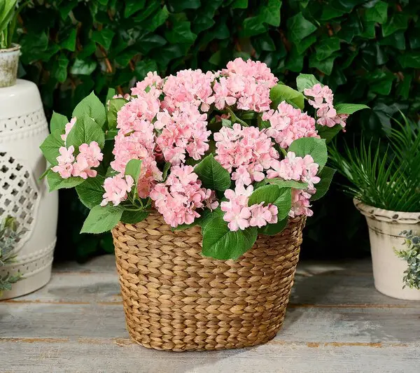VALERIE PARR HILL Indoor/outdoor Hydrangea Urn Filler Valerie