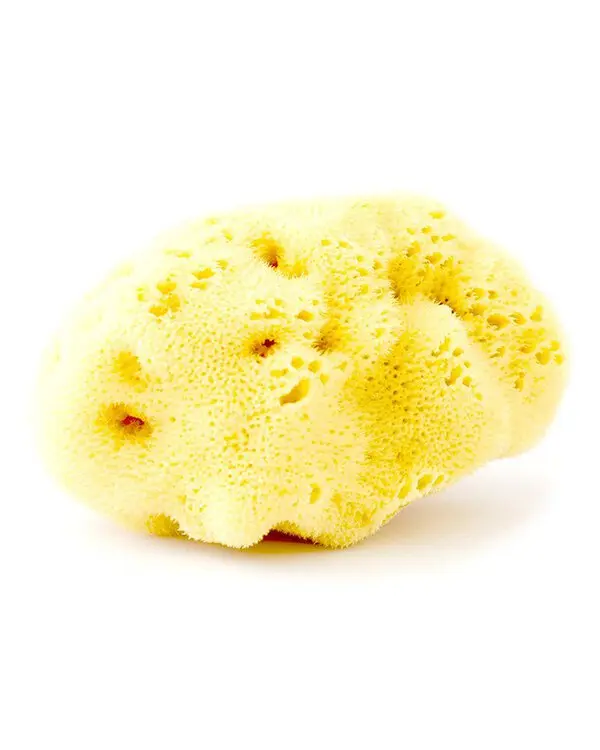 Buy RE.VITYL Organic Large Body Sea Sponge - Nocolor At 37% Off ...