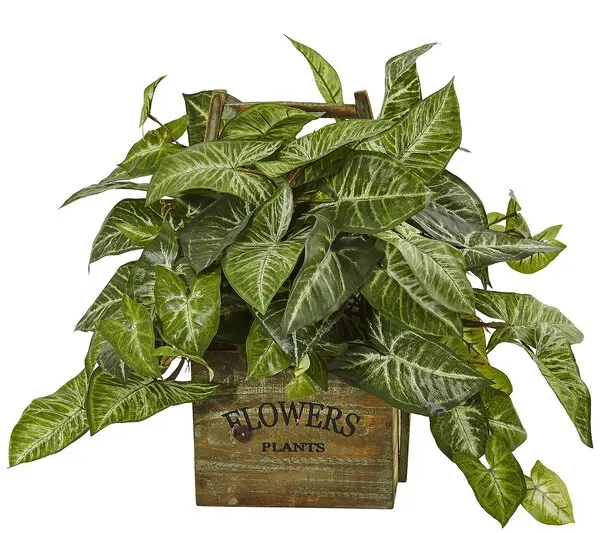 NEARLY NATURAL Nephthytis Plant In Wood Box Planter Nearly Atural