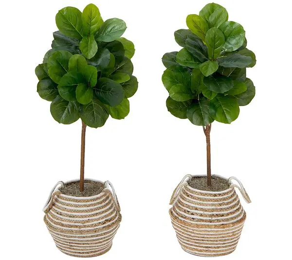 NEARLY NATURAL S/ 3.5' Fiddle Leaf Fig Tree Y Kit