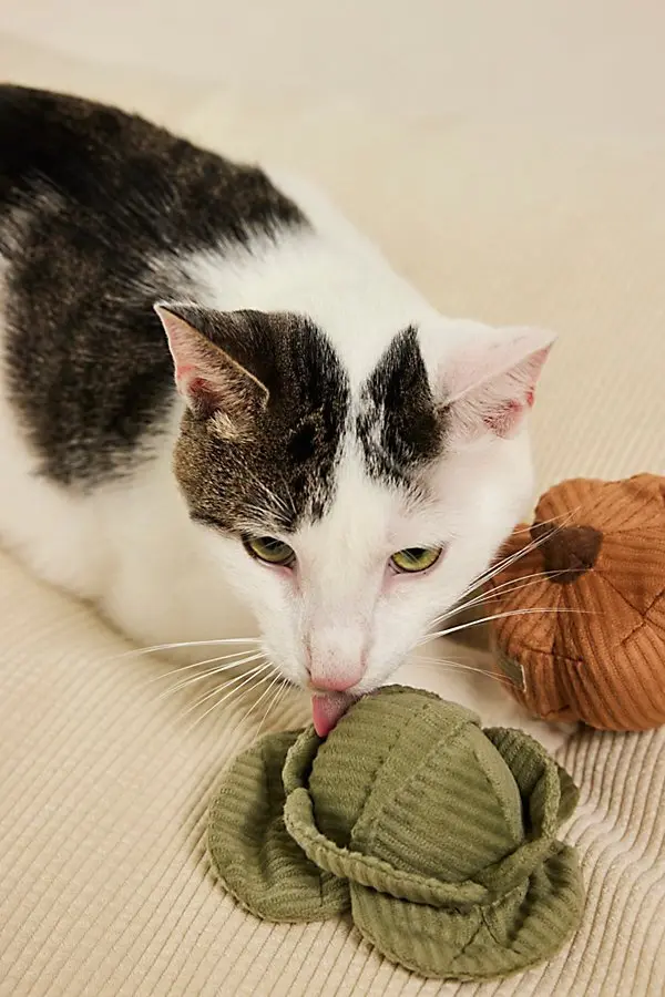 LAMBWOLF Kitty Veggie Set