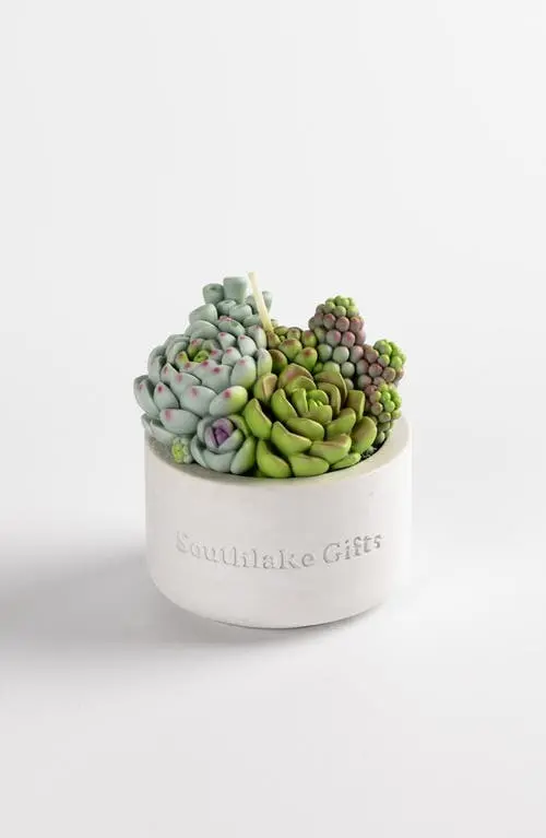 SOUTHLAKE GIFTS Assorted Succulent Candle With Concrete Vessel