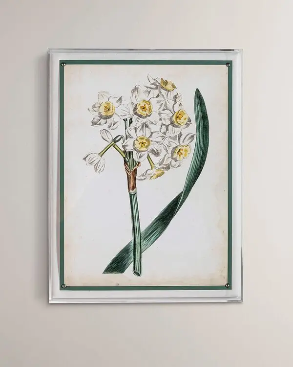 PORT 68 Narcissus Iv" Giclee Print