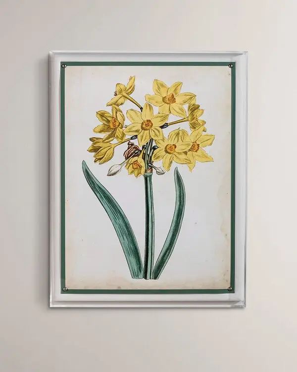 PORT 68 Narcissus Ii" Giclee Print