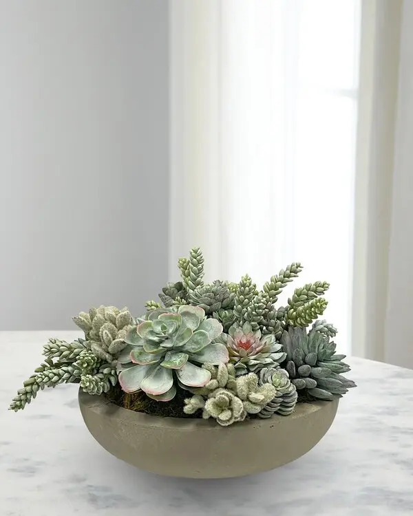 WINWARD HOME Succulents In Bowl