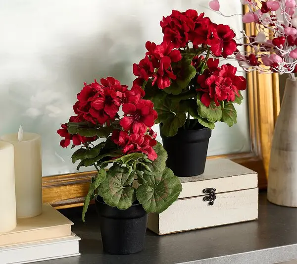 VALERIE PARR HILL Set Of 13' Geranium Potted Plants Valerie