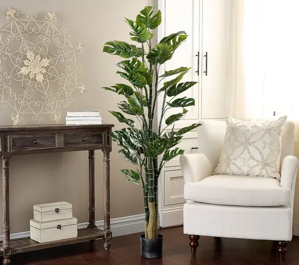 VALERIE PARR HILL 5' Monstera Potted Plant Valerie