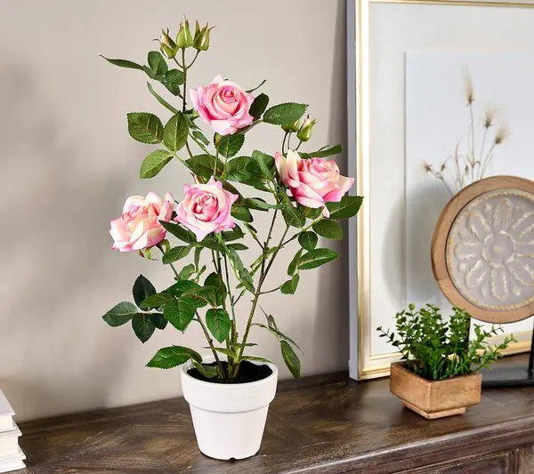 VALERIE PARR HILL 20' Rose Plant In Ceramic Pot Valerie