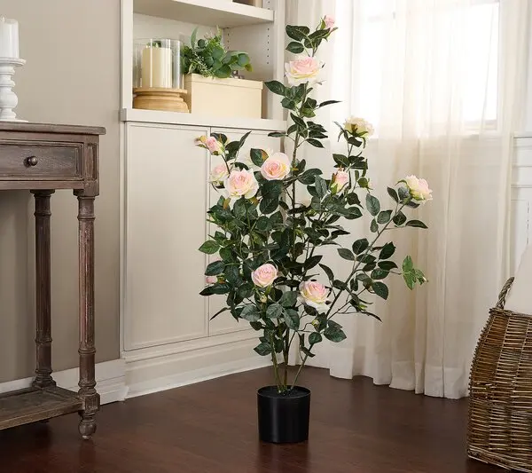 VALERIE PARR HILL 45' Trailing Rose Tree In Pot Valerie