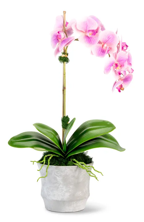 COCOBELLA Clementine Realtouch Orchid Arrangement