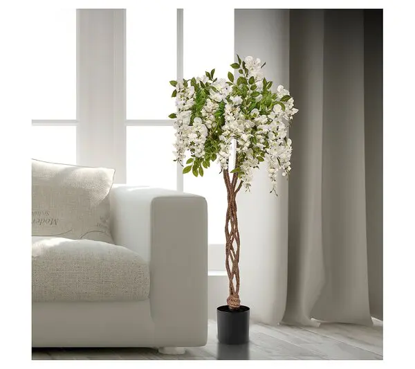 VALERIE PARR HILL 48' Potted Flowering Wisteria Tree Valerie