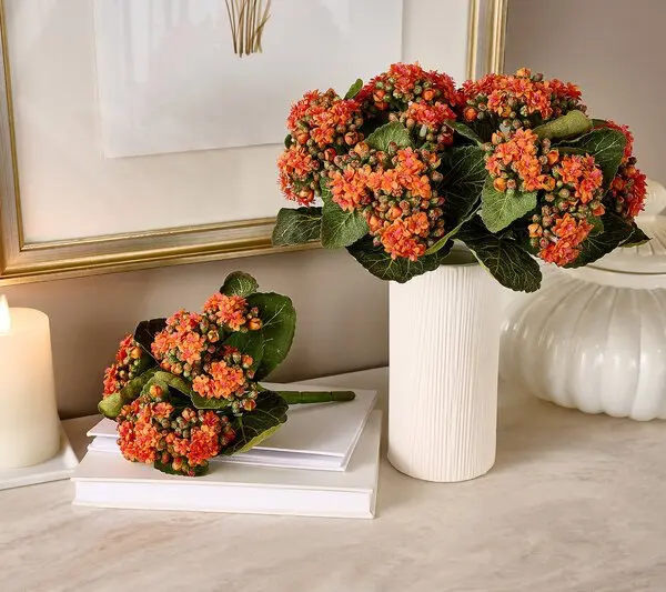 VALERIE PARR HILL As Is Set Of 3 Kalanchoe Plants Valerie