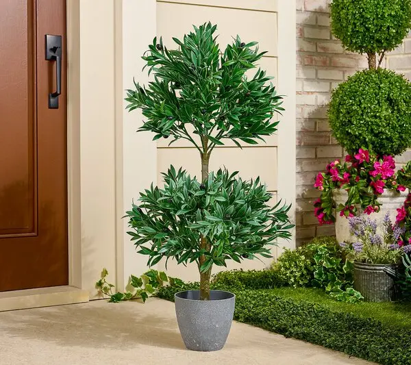 WICKER PARK As Is 41' Olive Topiary Tree With Pot