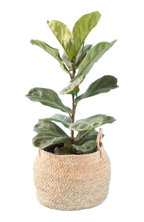 INDEGO AFRICA Small Braided Raffia Basket