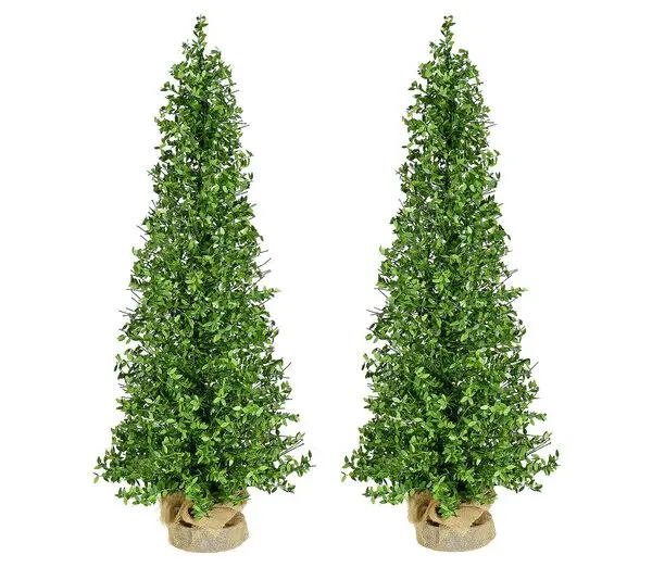 FRASER HILL FARM 4-ft. Boxwood Porch Tree In Bu Rlap Set Of 2