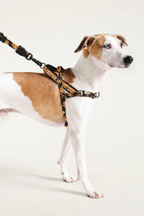 Farm Rio X Zee.dog Bananas Softerwalk Harness