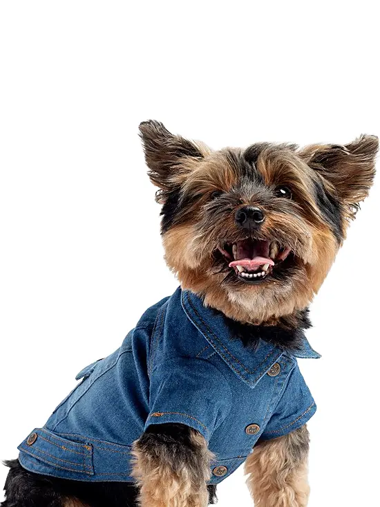 SILVER PAW Dustin Denim Dog Jacket - Medium Blue Denim