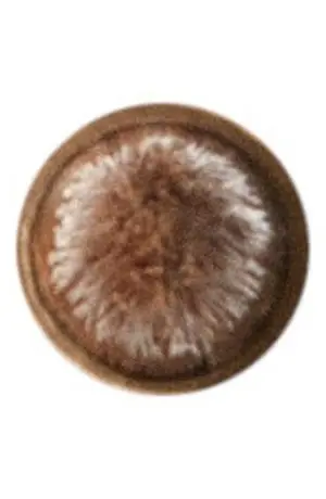 MAC COSMETICS 209 Synthetic Eyeliner Brush - No Color
