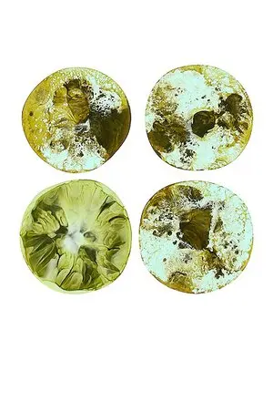 Dinosaur Designs Set Of 4 Boulder Coasters In Beauty
