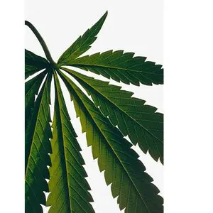Loewe Scent Of Marihuana Solid Soap 290g