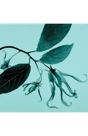 Tiffany & Co. Sheer Eau De Toilette