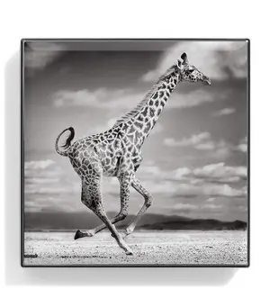 CHANTECAILLE Giraffe Luminous Eye Shade - Brown