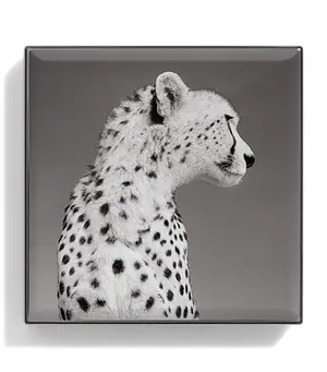 CHANTECAILLE Cheetah Luminous Eye Shade - Gold