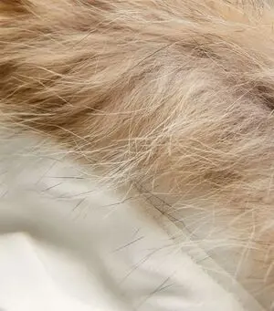 Canada Goose Fur-trim Sherbrooke Parka