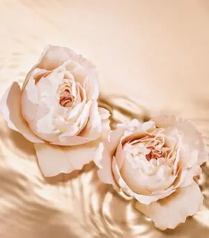 JIMMY CHOO Tempting Rose Eau De Parfum