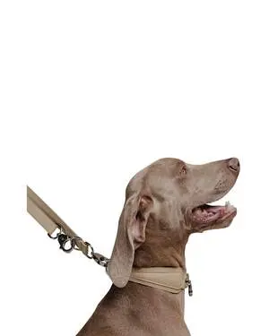 PAGERIE The Tascher Leash