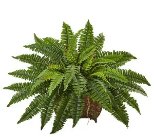 NEARLY NATURAL Boston Fern In Metallic Planter By - One-color